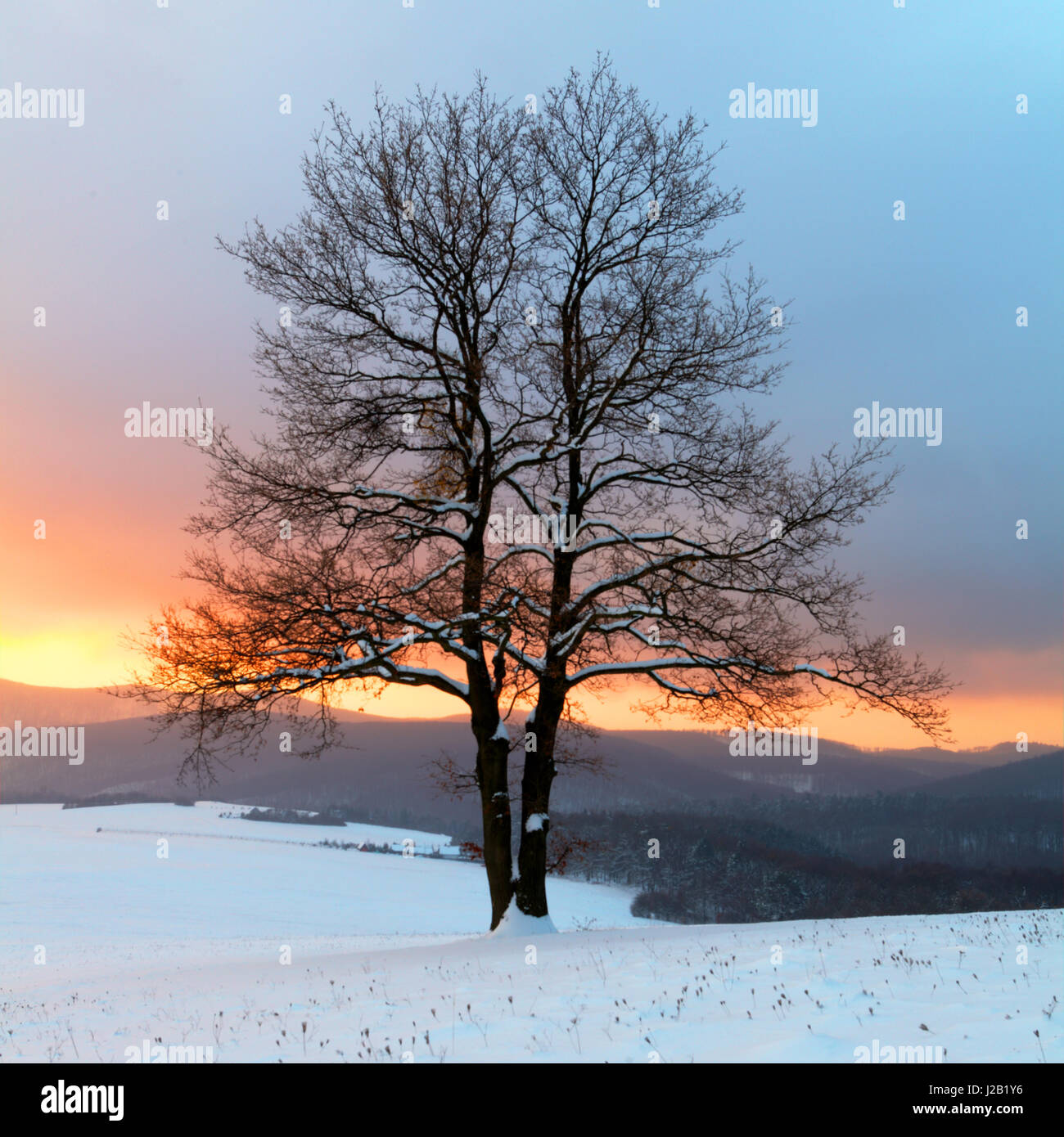 Alone tree in winter sunrise landscape - nature Stock Photo - Alamy
