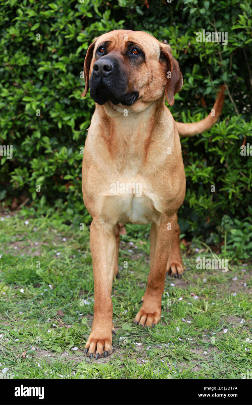 Purebred japanese tosa inu head shot closeup. Bull mastiff tosa inu ...