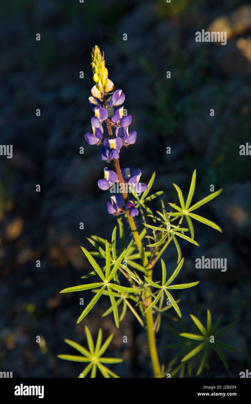 Arizona lupine hi-res stock photography and images - Alamy