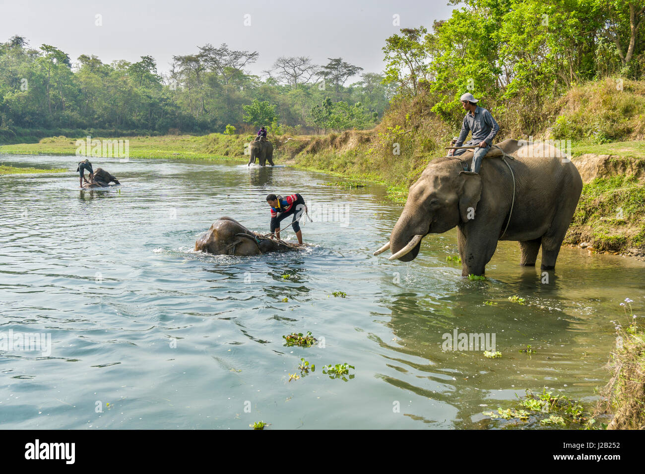 Elephants getting washed hi-res stock photography and images - Alamy