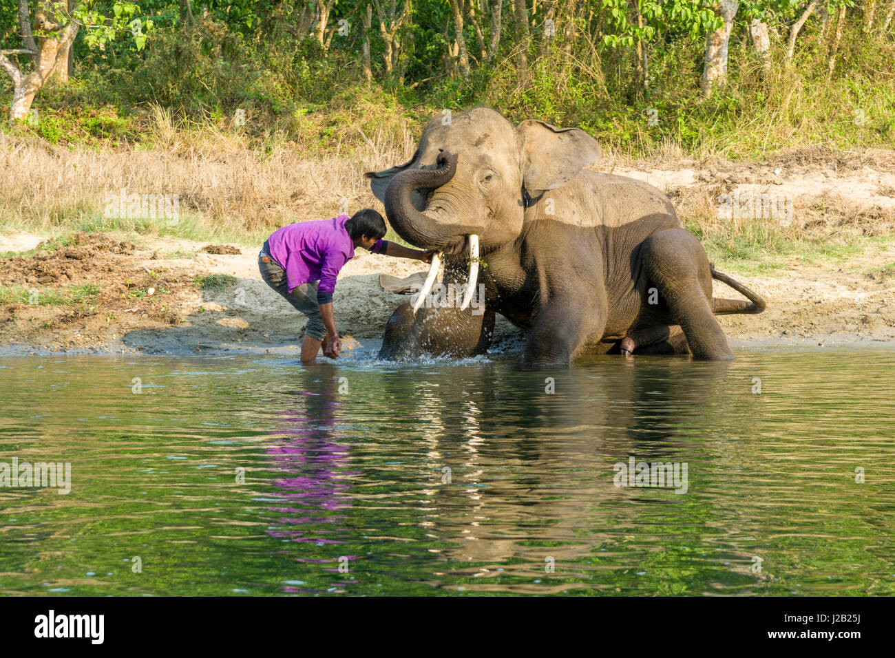 Elephant molar tooth hi-res stock photography and images - Alamy