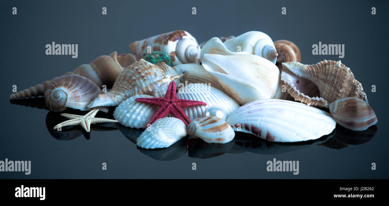 Sea shells. Seashell collection Stock Photo - Alamy