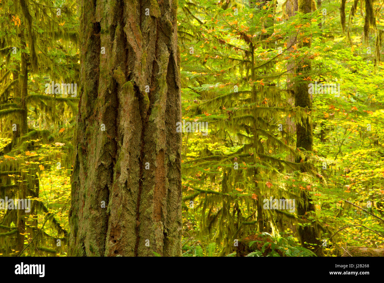 Ancient forest at Paradise Campground, McKenzie Wild and Scenic River ...