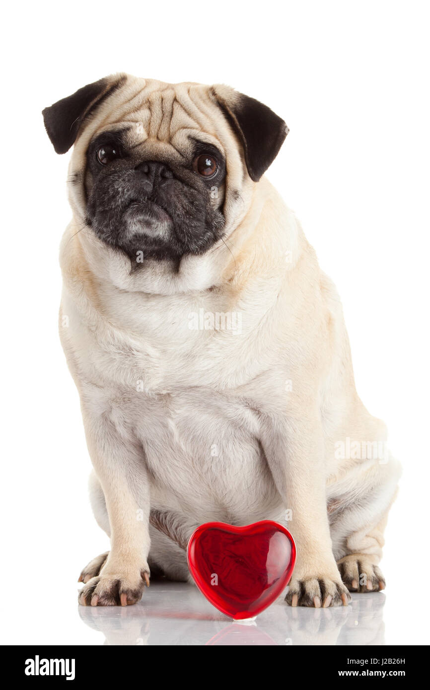 Pug dog on white background Stock Photo - Alamy