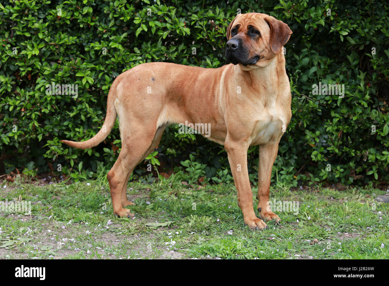 Purebred japanese tosa inu head shot closeup Stock Photo - Alamy