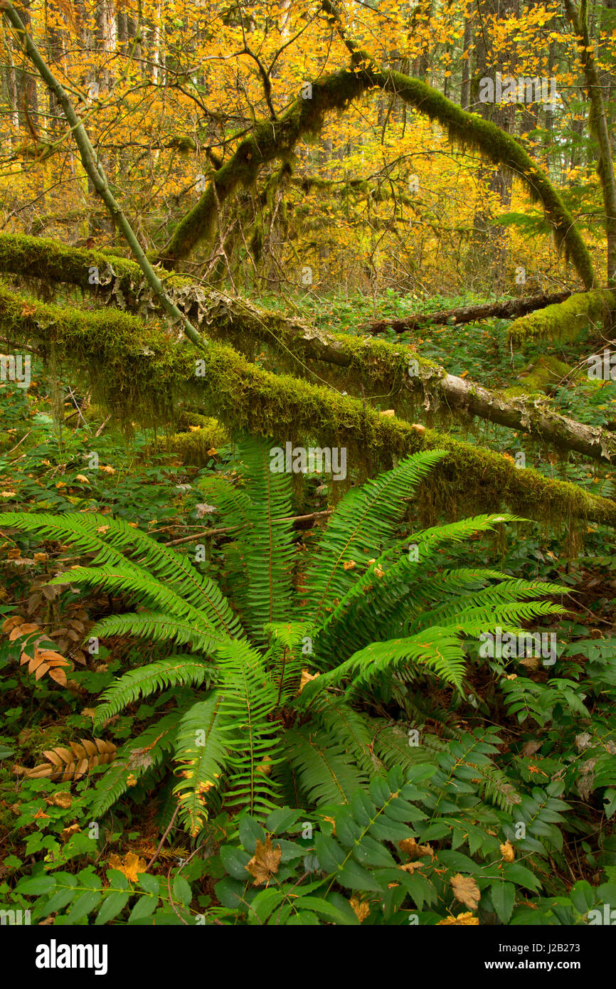 Western sword fern (Polystichum munitum) along Rainbow Falls Trail ...