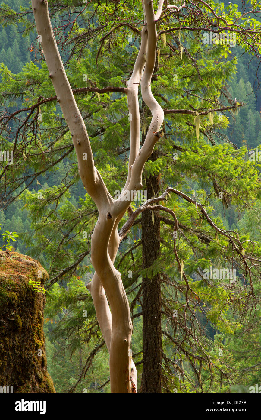 Pacific madrone along Rainbow Falls Trail, Three Sisters Wilderness ...