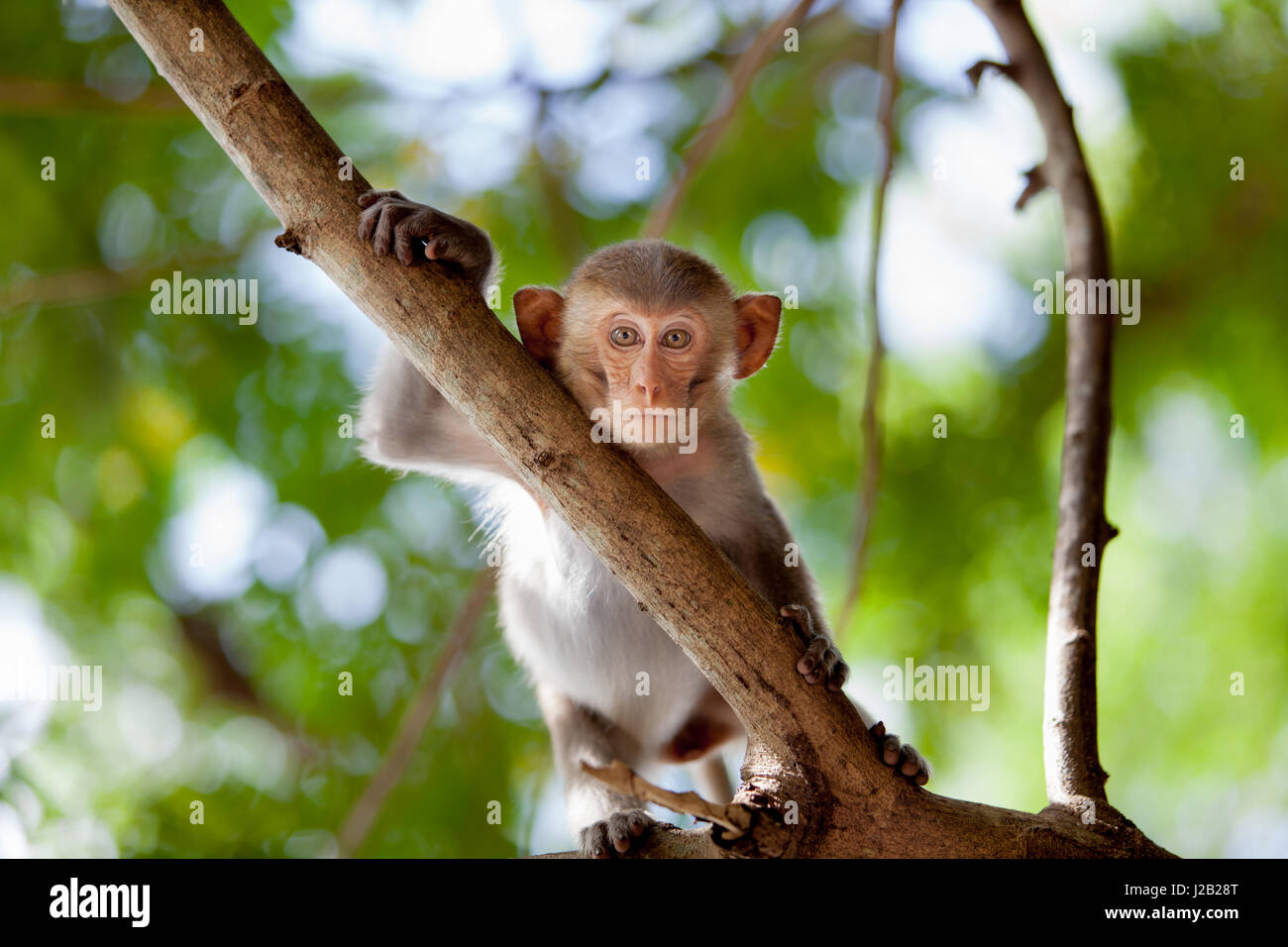 Little Monkey. baby macaque Stock Photo - Alamy