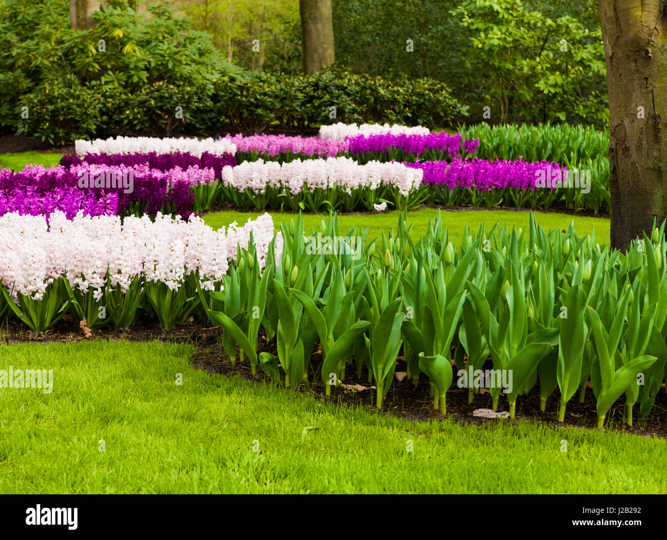 Hyacinths in bloom border hi-res stock photography and images - Alamy