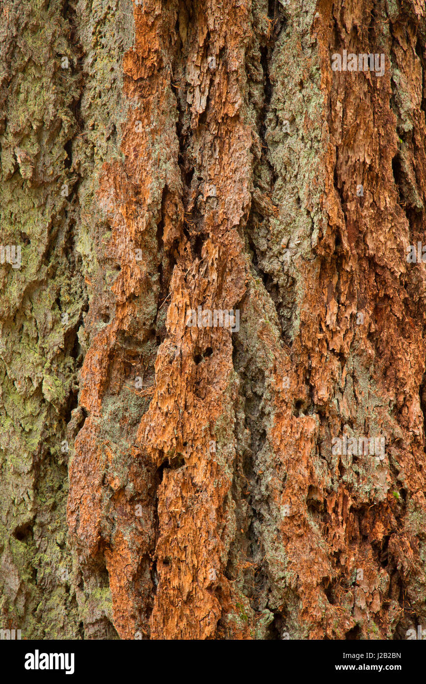 Old growth Douglas fir from Clear Lake Trail, Willamette National ...