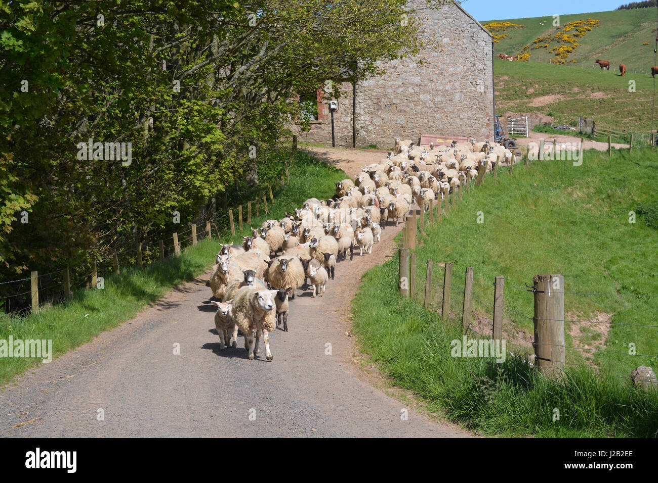 Happy Sheep Road