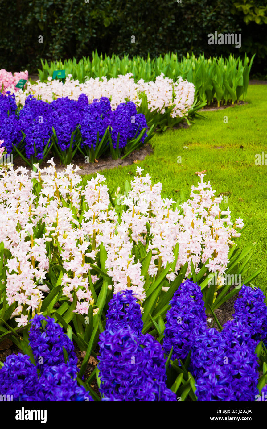 Hyacinths in springtime. Garden landscape Stock Photo - Alamy