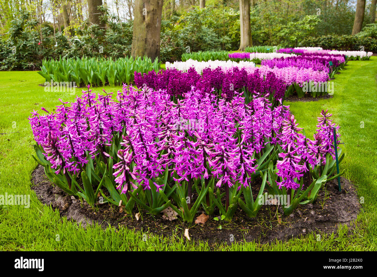 Hyacinths in springtime. Garden landscape Stock Photo - Alamy