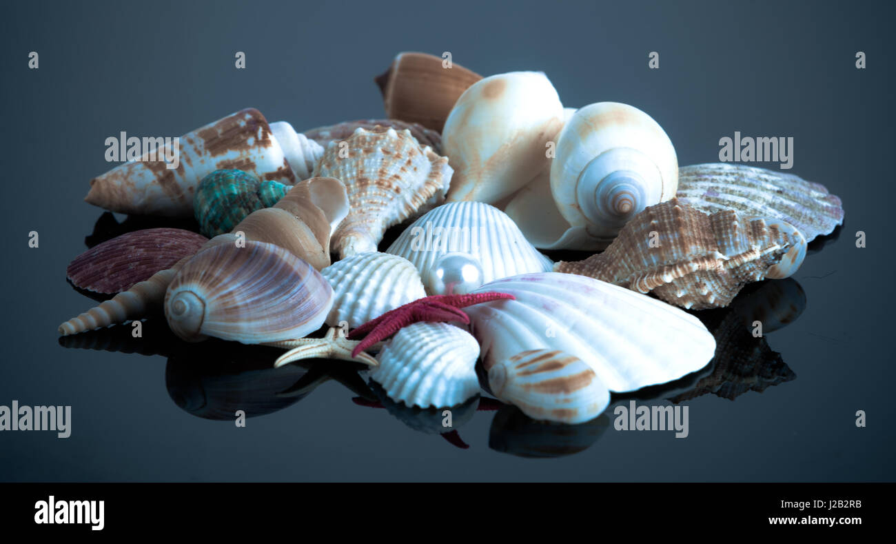 Sea shells. Seashell collection Stock Photo - Alamy