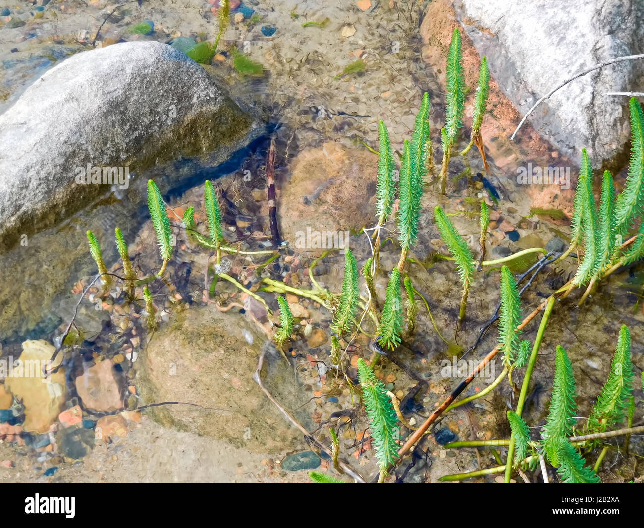 Aquatic plants growing on a rocky shoreline Stock Photo - Alamy