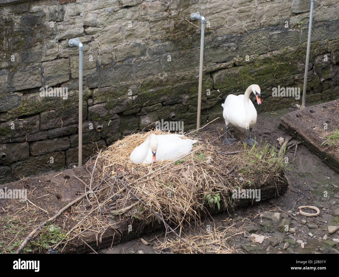 Urban wildlife england hi-res stock photography and images - Alamy