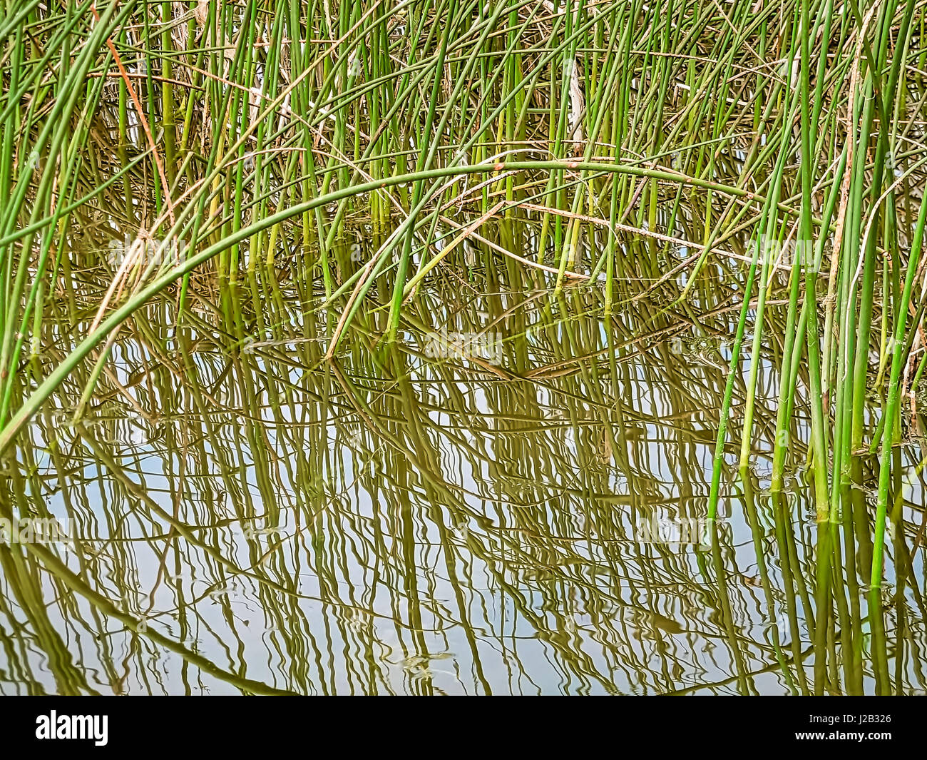 Reflection of reeds in water Stock Photo - Alamy