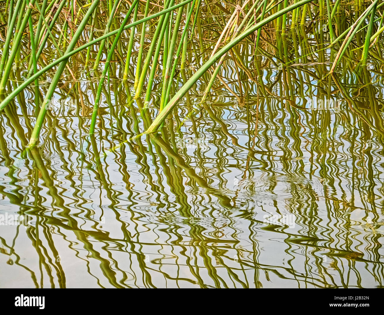 Reeds in water hi-res stock photography and images - Alamy
