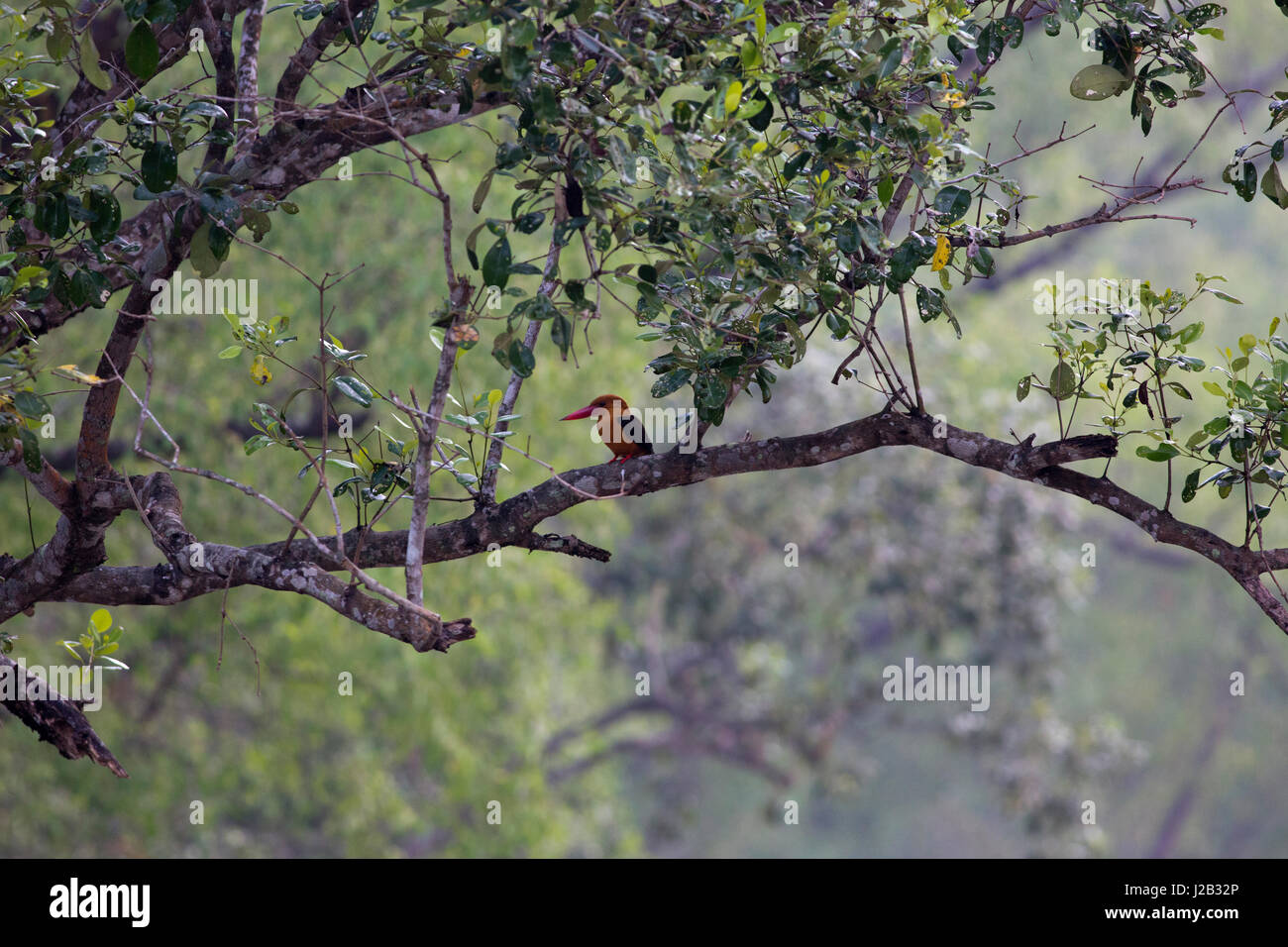 Brown-winged kingfisher locally called Khoirapakha Machranga at the ...