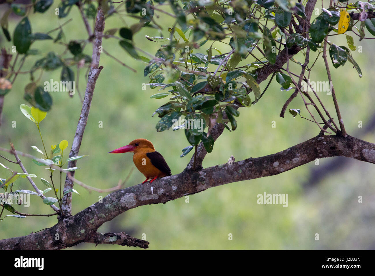 Brown-winged kingfisher locally called Khoirapakha Machranga at the ...