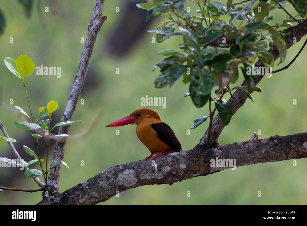 Brown-winged kingfisher locally called Khoirapakha Machranga at the ...