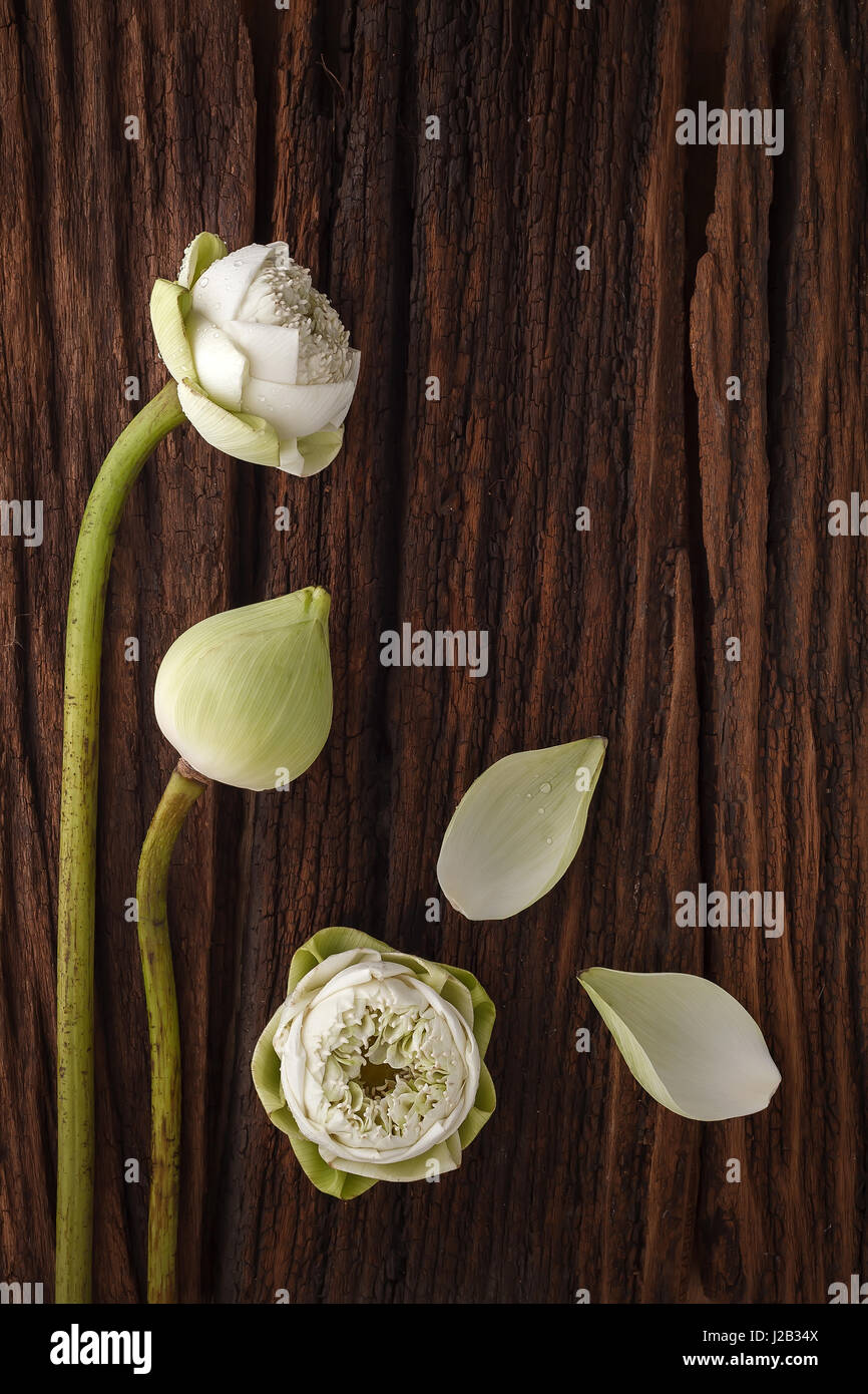 Green lotus flower hi-res stock photography and images - Alamy