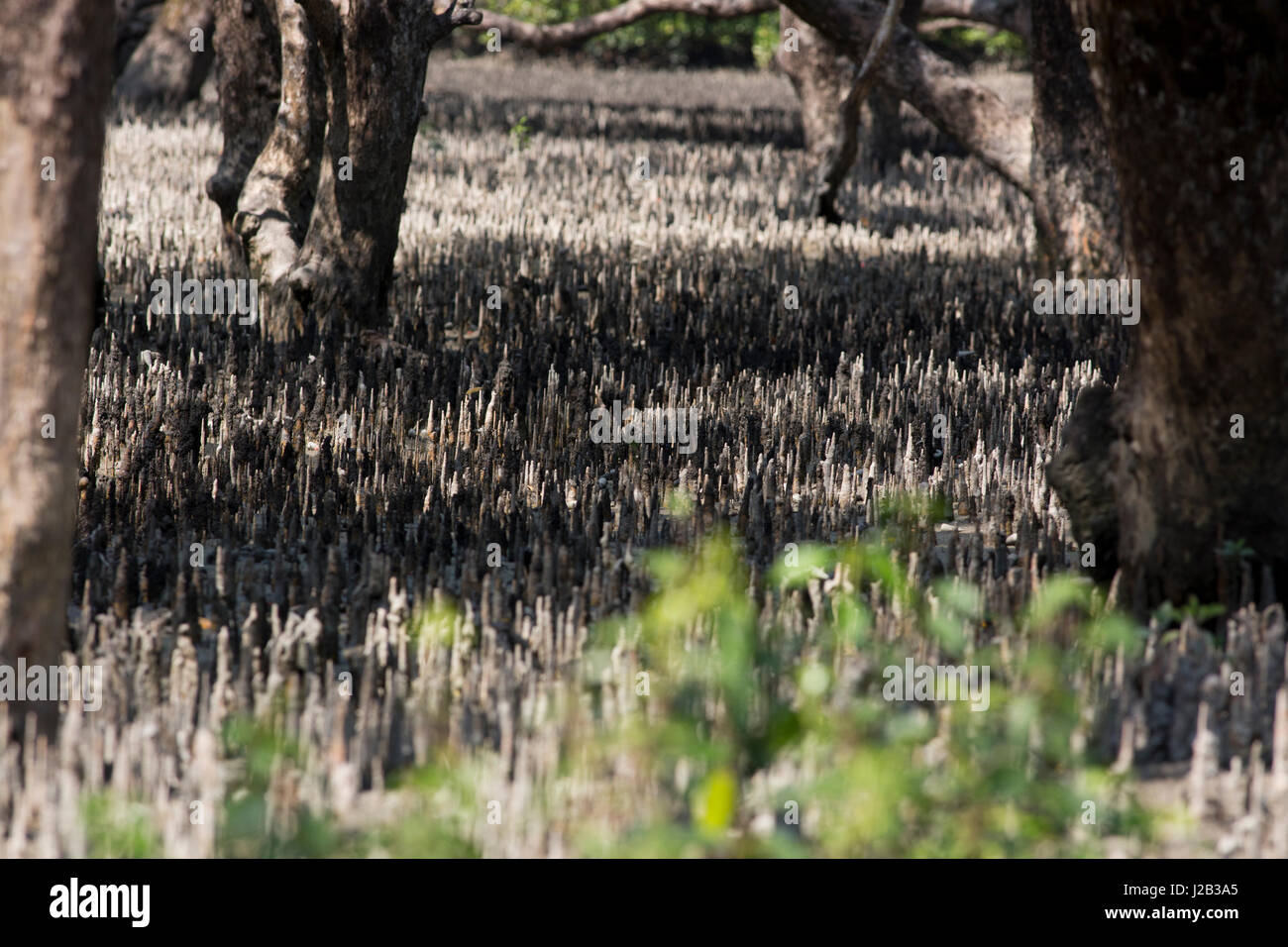 Breathing roots hi-res stock photography and images - Alamy