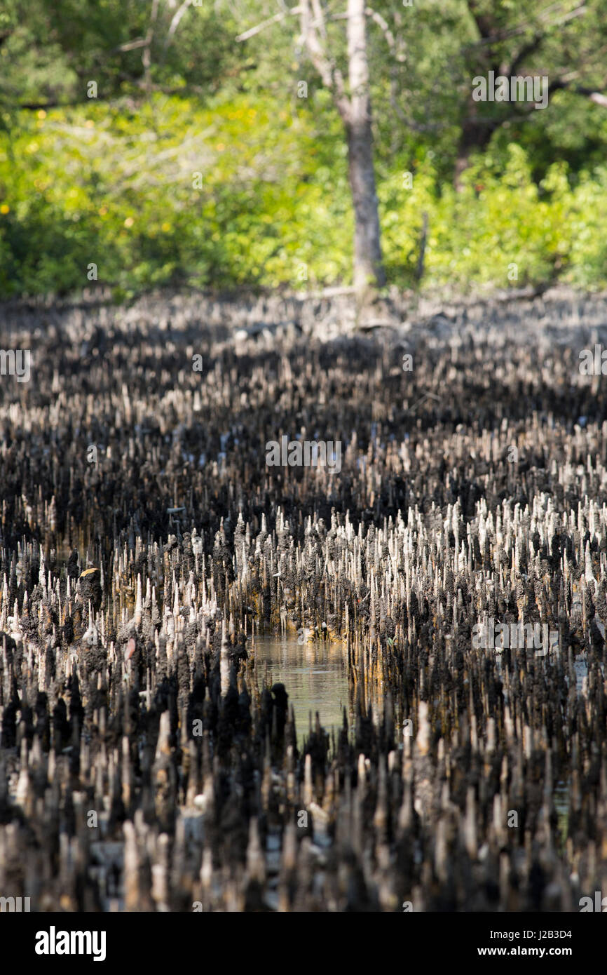 Breathing forest High Resolution Stock Photography and Images - Alamy