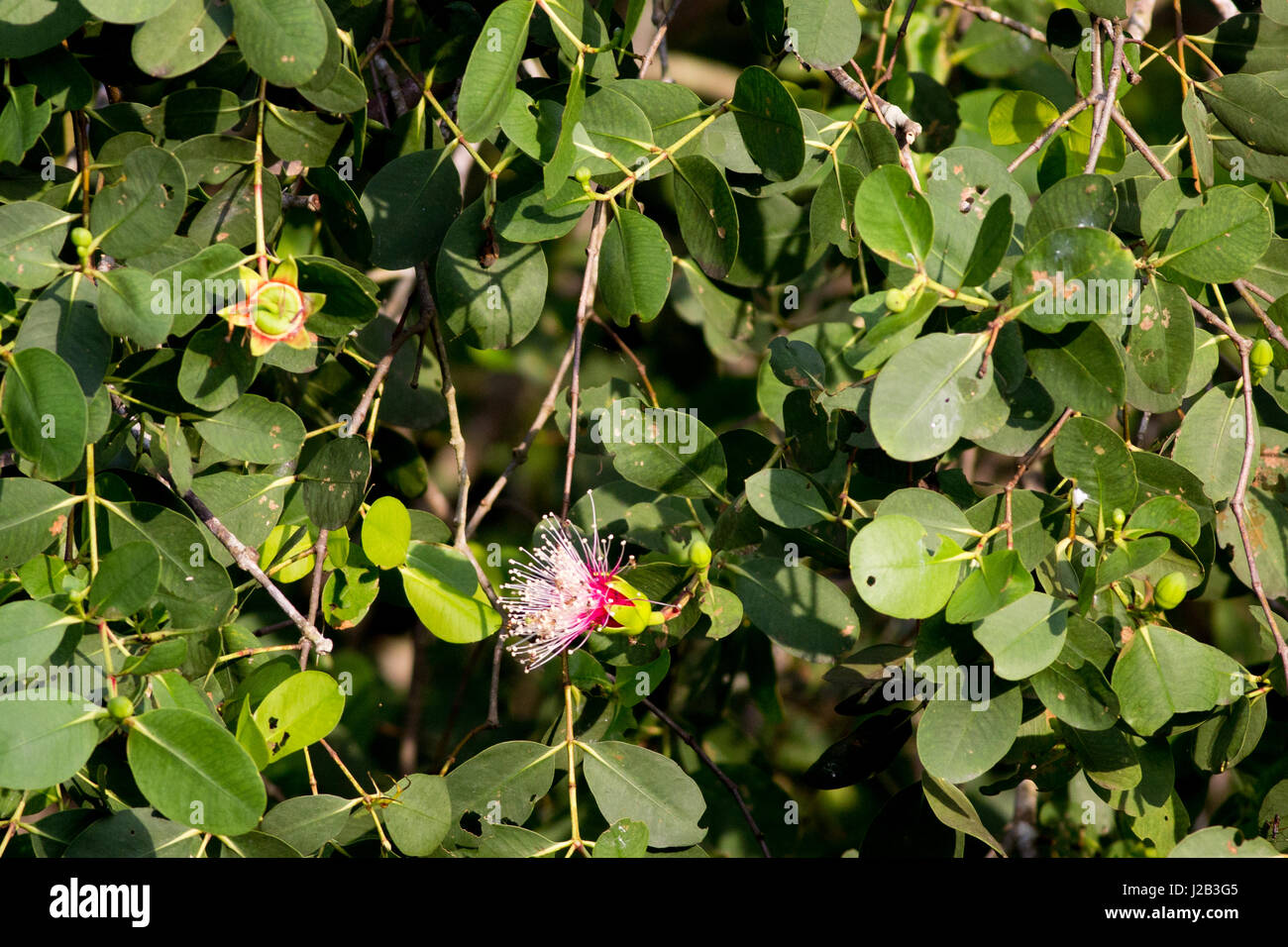 Ora flower also called Tambul Bunia at the Sundarbans, a UNESCO World ...