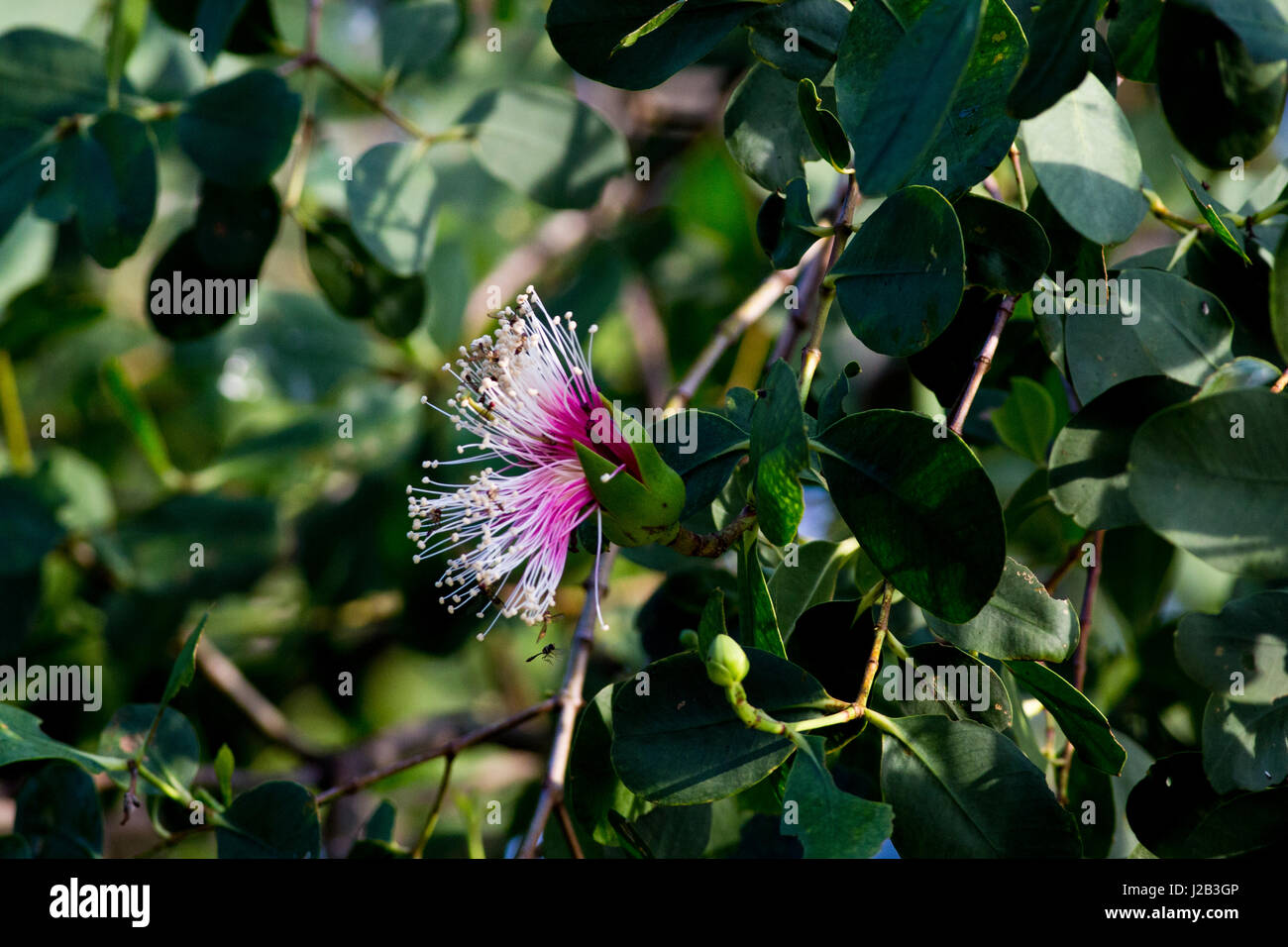 Ora flower also called Tambul Bunia at the Sundarbans, a UNESCO World ...