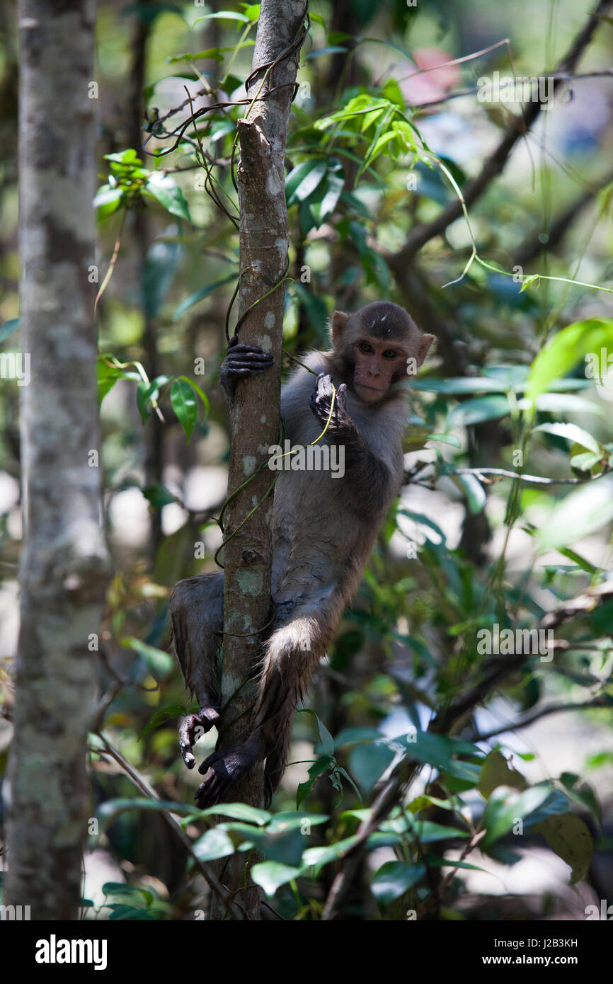 Rhesus monkey at the Koromjol area of the Sundarbans, a UNESCO World ...
