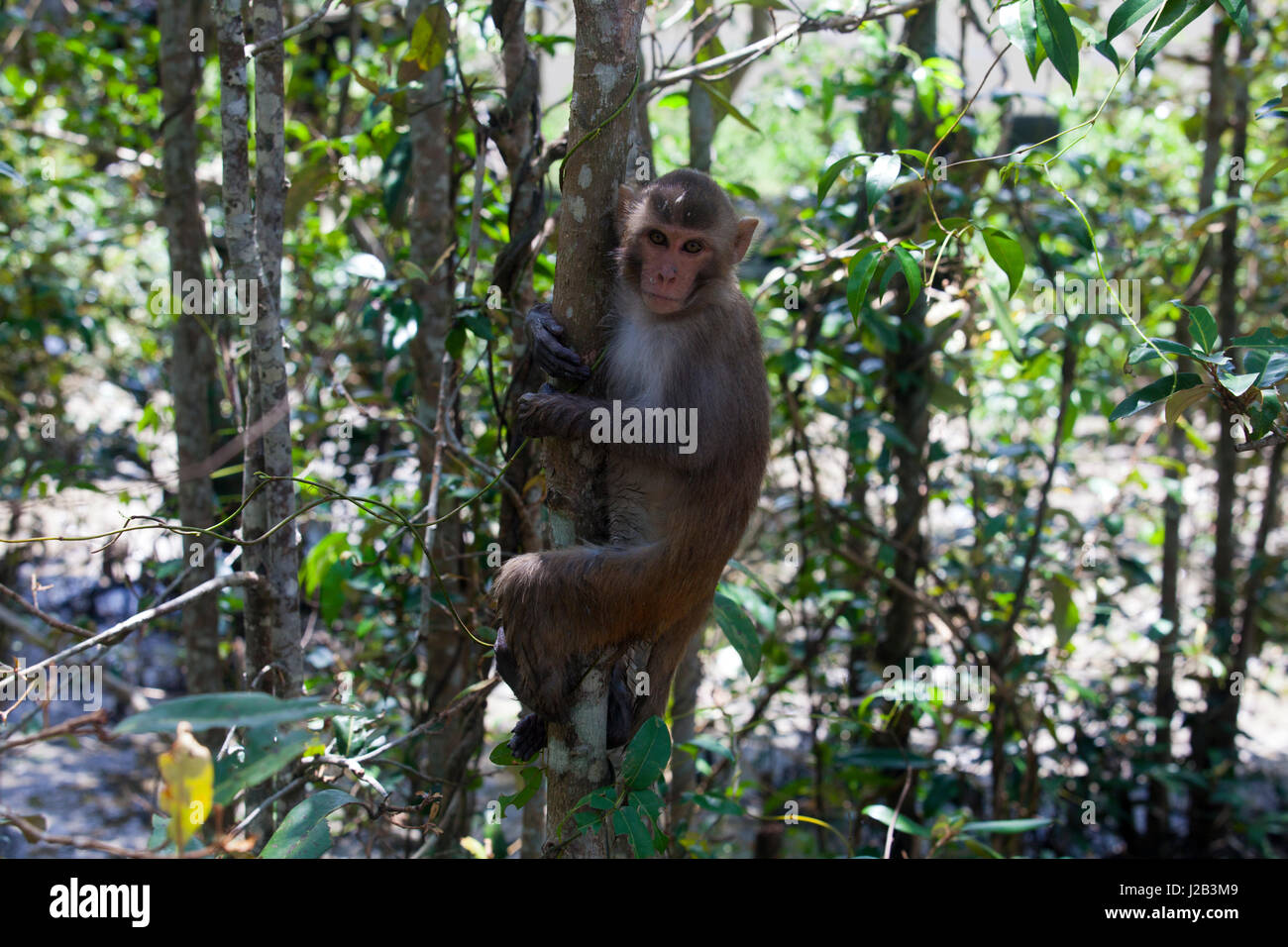 Rhesus monkey at the Koromjol area of the Sundarbans, a UNESCO World ...