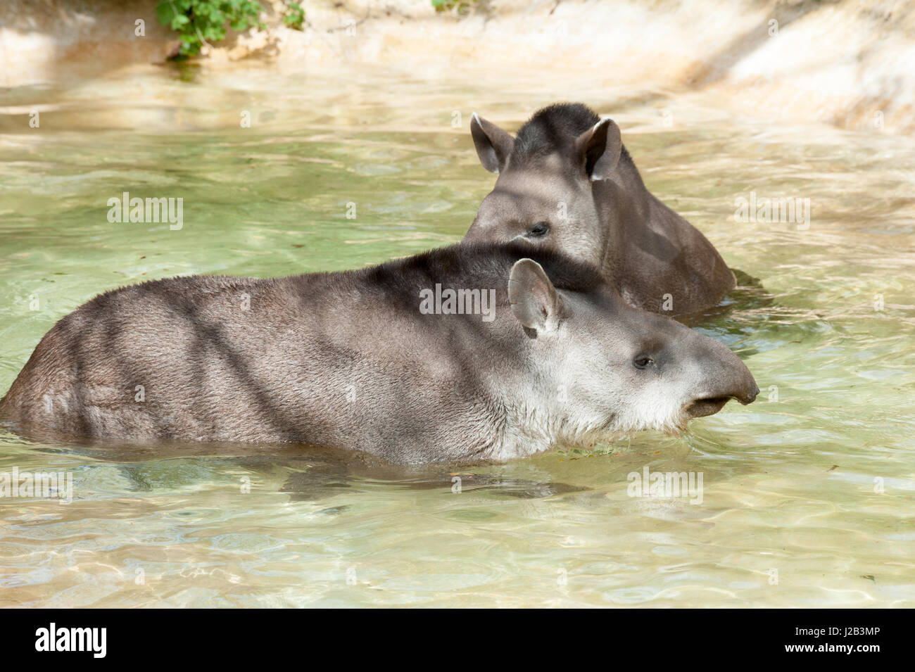 Paraguay and indonesia hi-res stock photography and images - Alamy