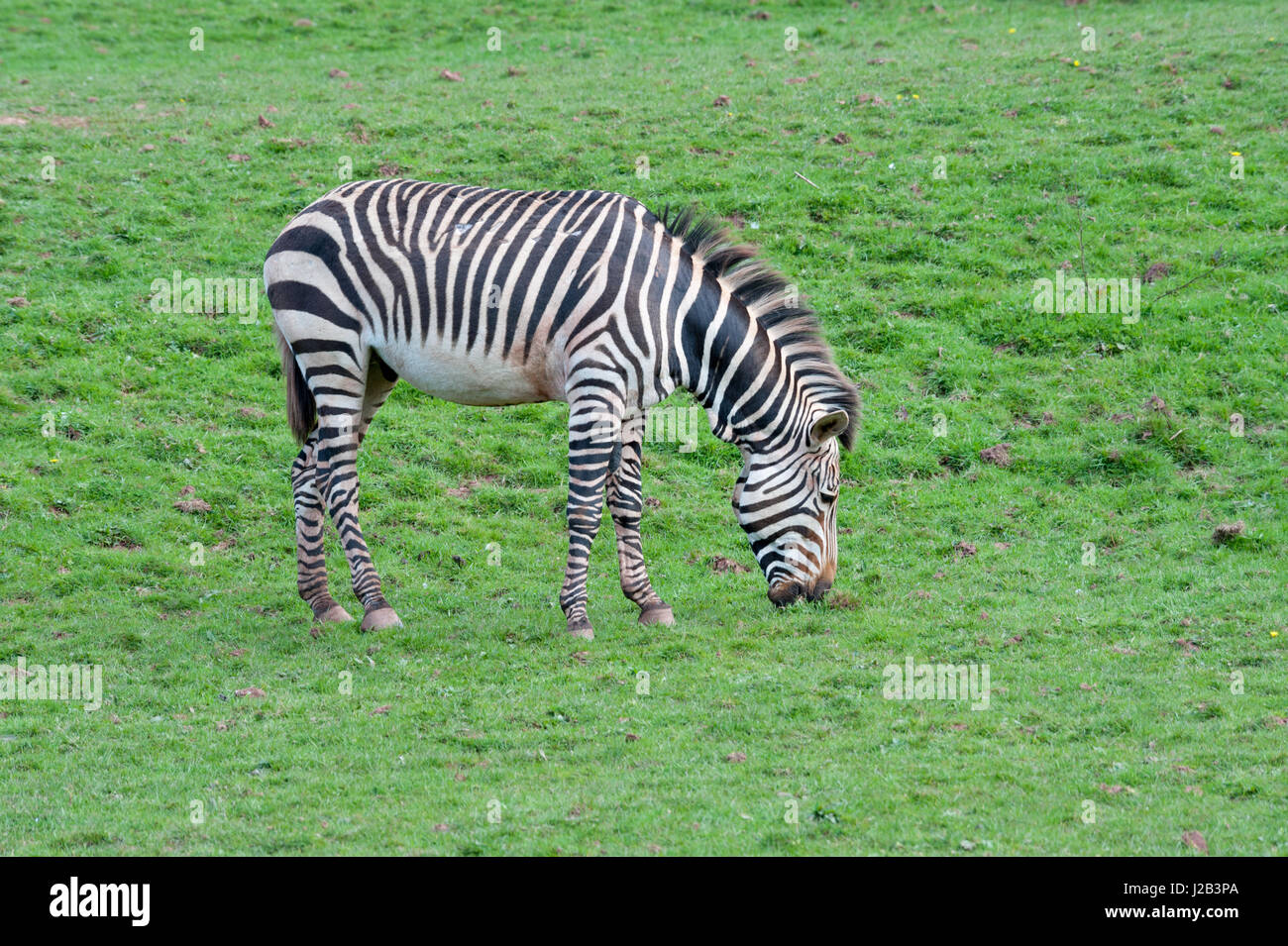 zebra at longleat grazing Stock Photo - Alamy