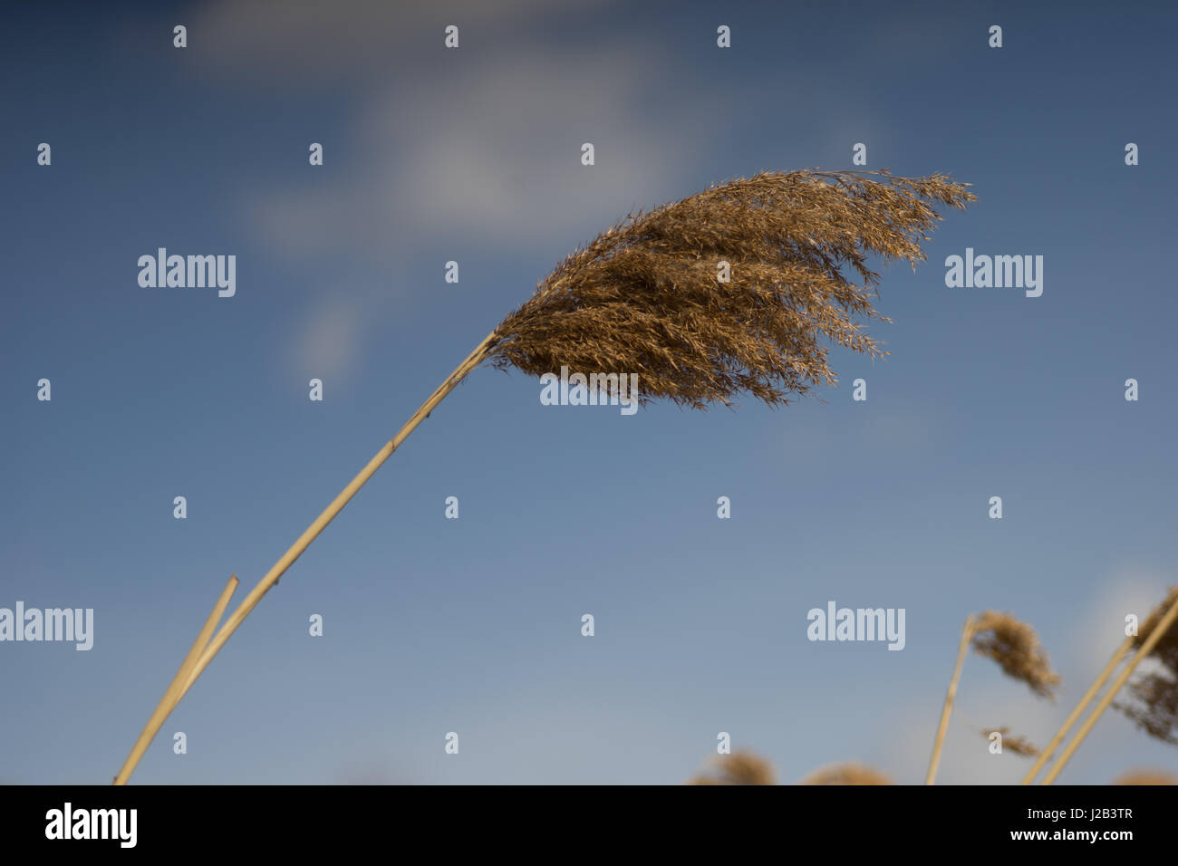 Beautiful dry common reeds hi-res stock photography and images - Alamy