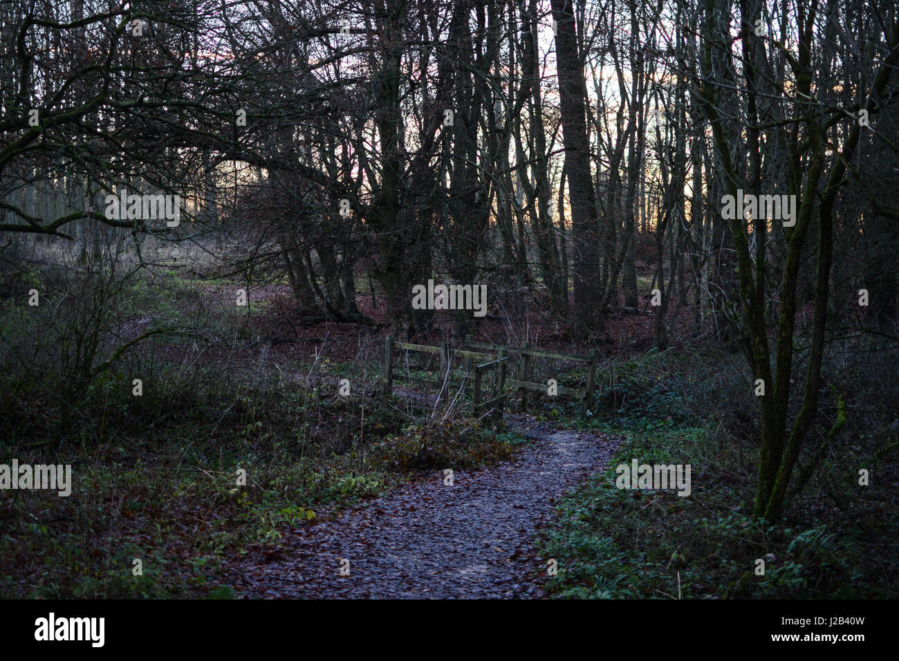 Salcey Forest Northamptonshire High Resolution Stock Photography and ...