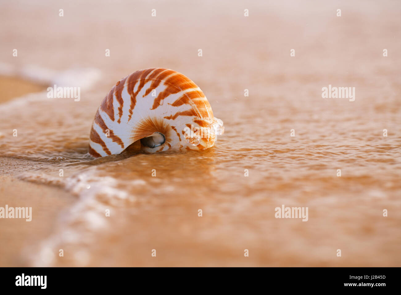 seashell nautilus on sea beach under sunset sun light, Canary island ...
