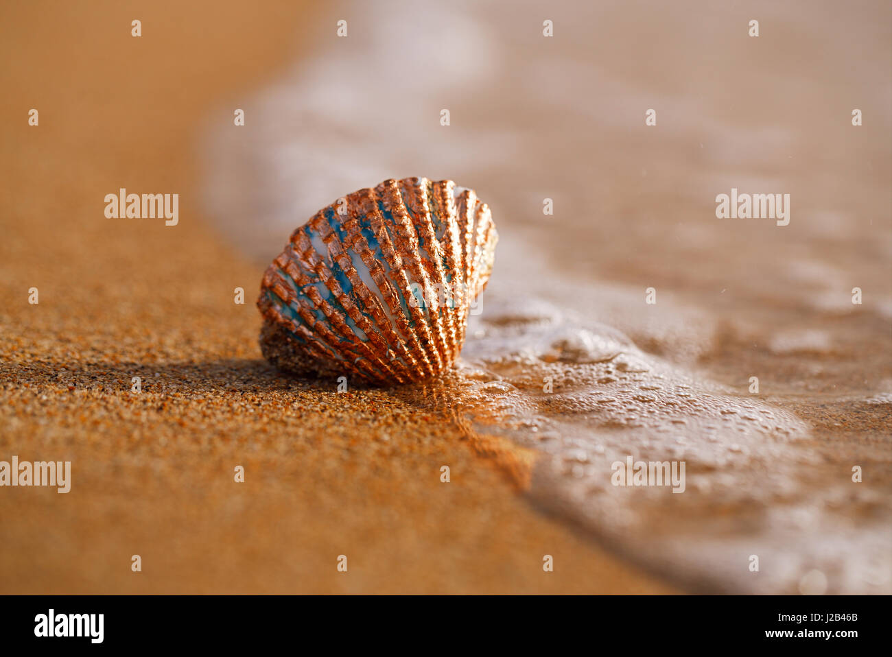 Shell canary hi-res stock photography and images - Alamy