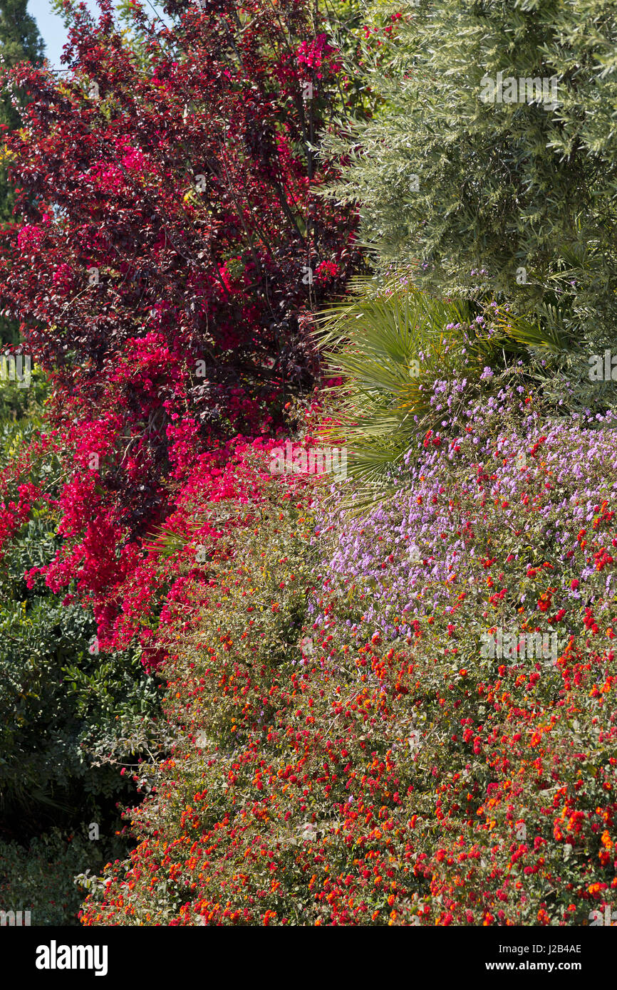 flowers in Palma de Mallorca, Spain Stock Photo - Alamy