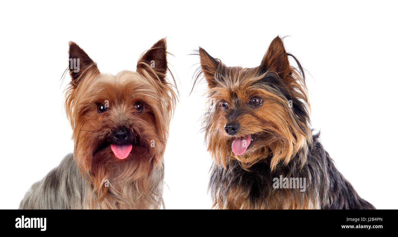 Beautiful shot different animals hi-res stock photography and images ...