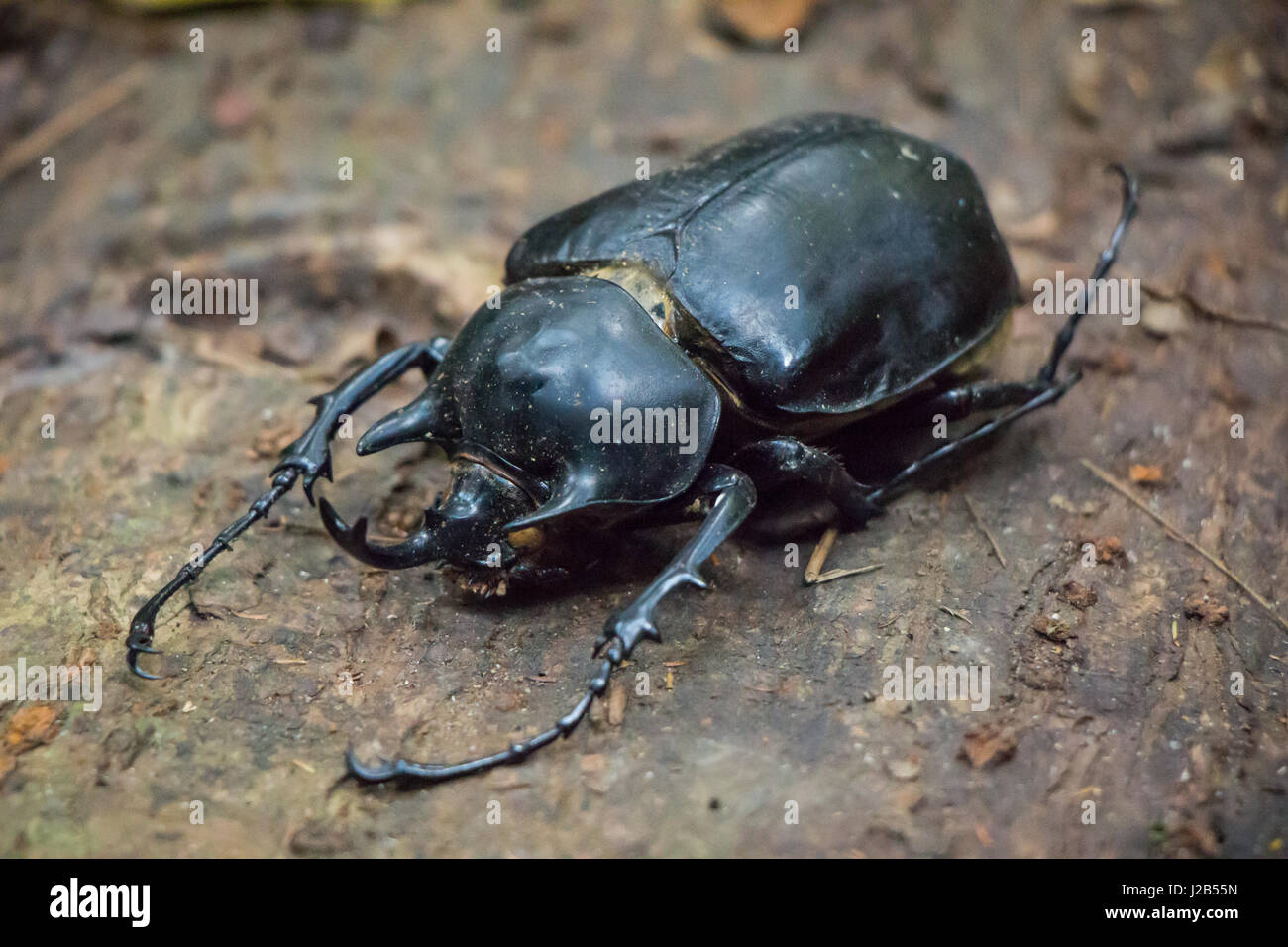 Beetle On Carcass Dead Body