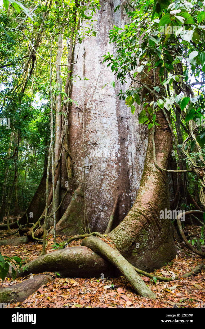 Biggest tree hi-res stock photography and images - Alamy
