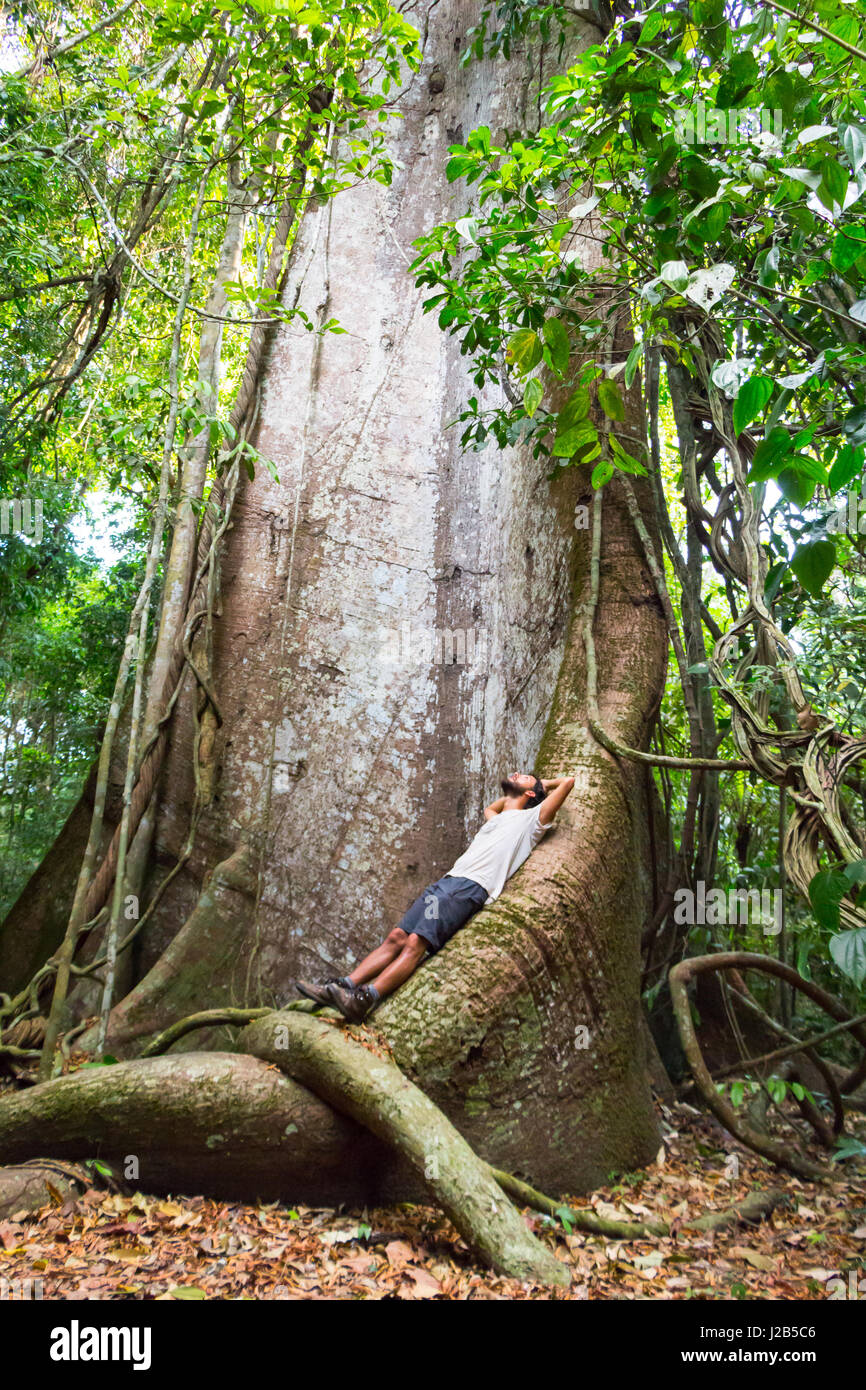 Biggest tree hi-res stock photography and images - Alamy