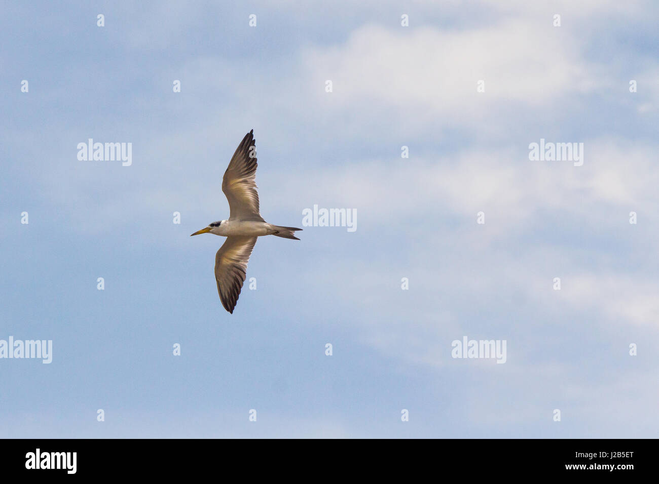 Typical river gull, from the Amazon forest, flying alone Stock Photo ...