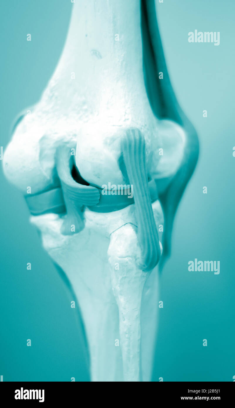 Knee and meniscus medical study student anatomy model showing bones ...