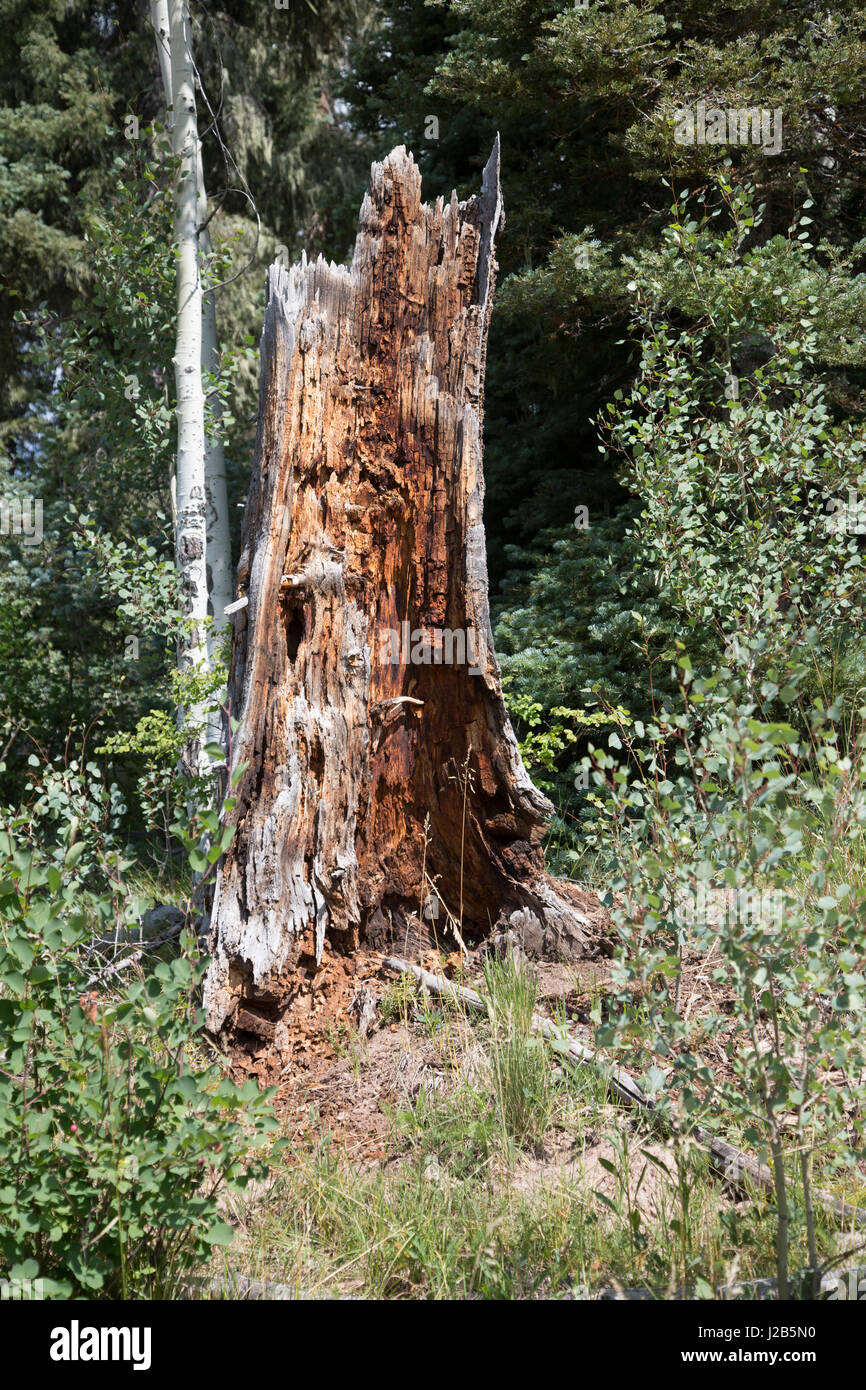 Dead insects and plants hi-res stock photography and images - Alamy