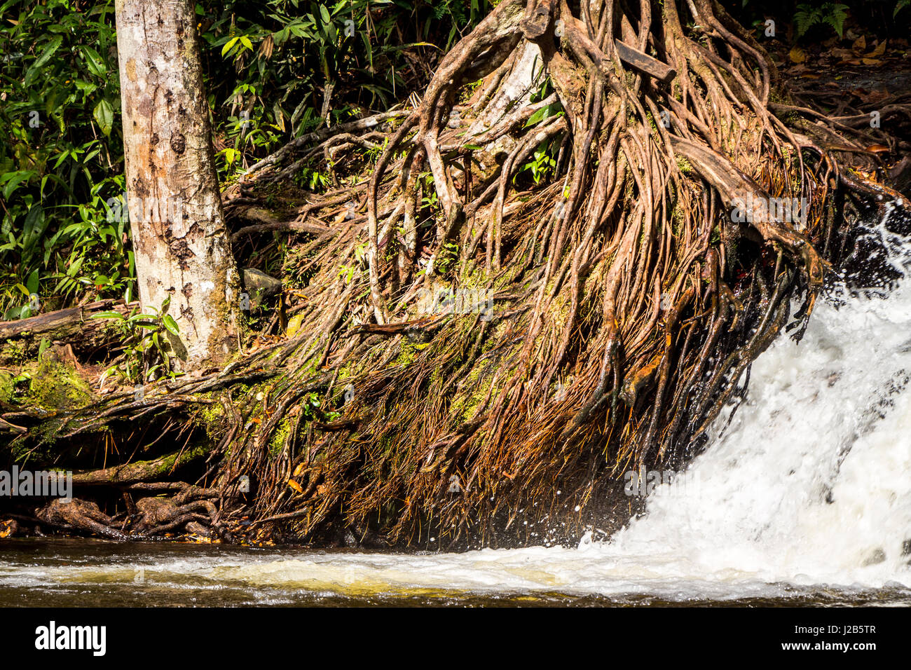 Small waterfall in between tree roots, in Presidente Figueiredo, near ...