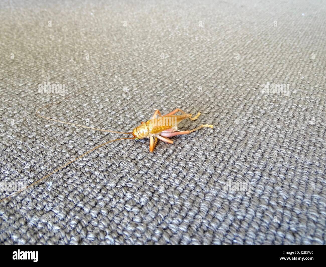 Baby grasshopper hi-res stock photography and images - Alamy