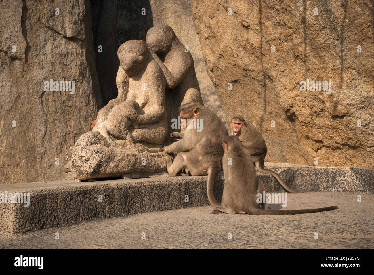 A group of monkeys stop before a granite sculpture depicting a family ...