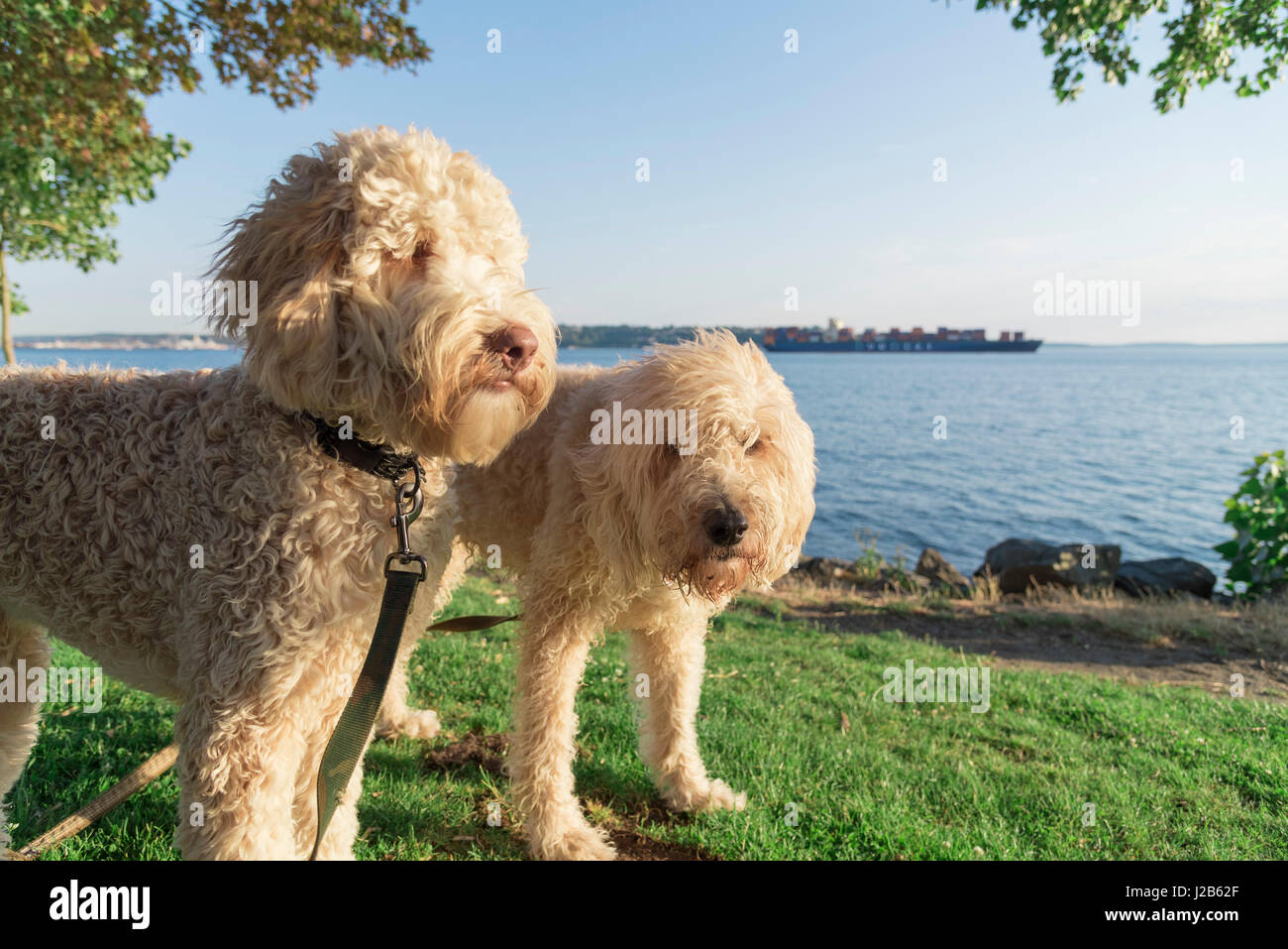Two doodle dogs at seaside park Stock Photo - Alamy